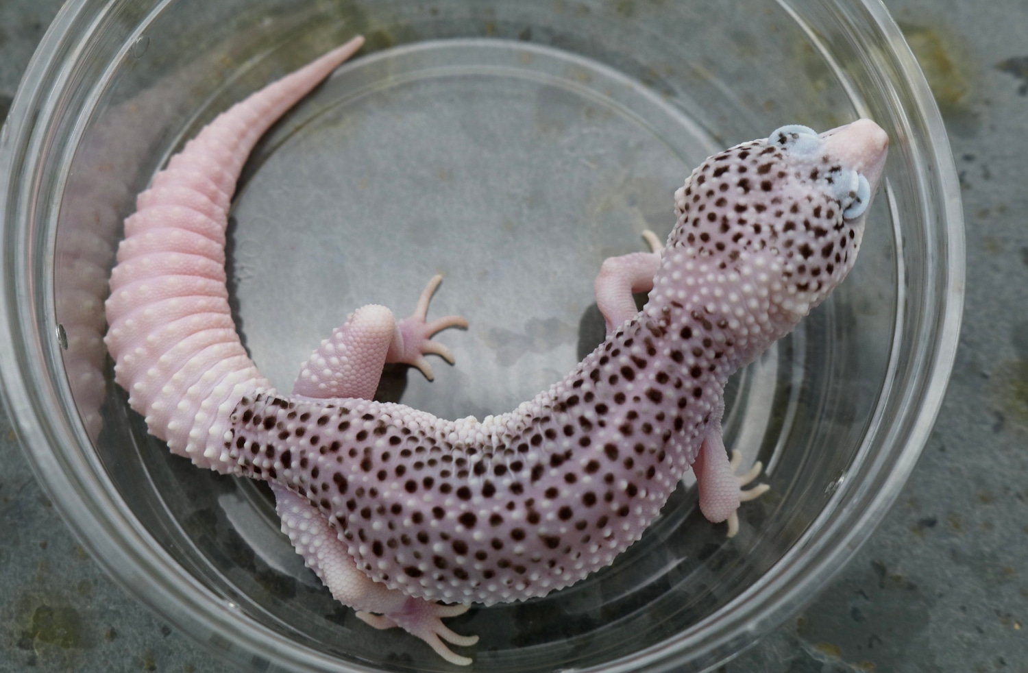 Pied Galaxy Leopard Gecko by Kensington Geckos - MorphMarket