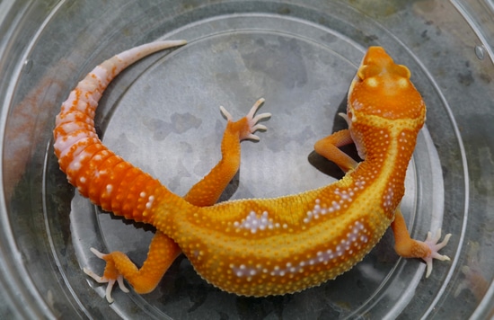 Red Diamond Leopard Gecko by Kensington Geckos