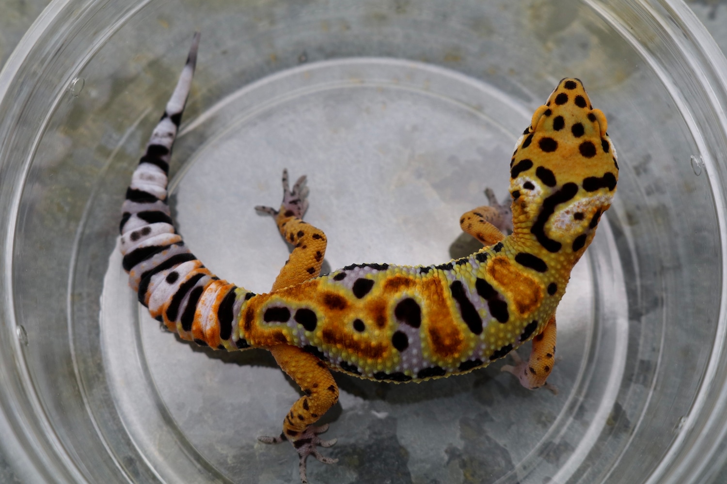 Clown Leopard Gecko by Kensington Geckos - MorphMarket