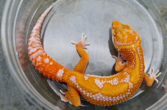 Red Diamond Leopard Gecko by Kensington Geckos