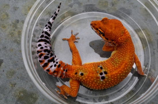 Clown Mandarin Blood Pacific Green Leopard Gecko by Kensington Geckos