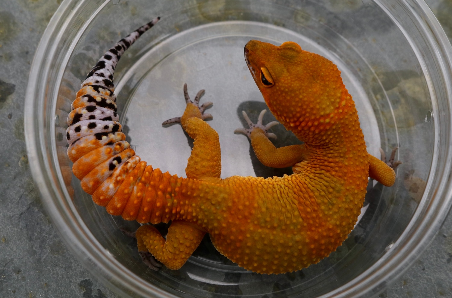 Blood Pacific Green Clown Leopard Gecko by Kensington Geckos - MorphMarket