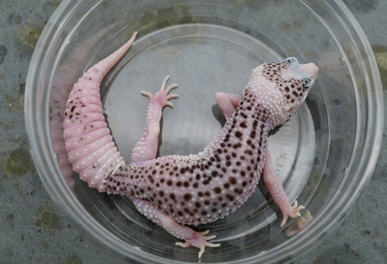 Pied Galaxy Leopard Gecko by Kensington Geckos