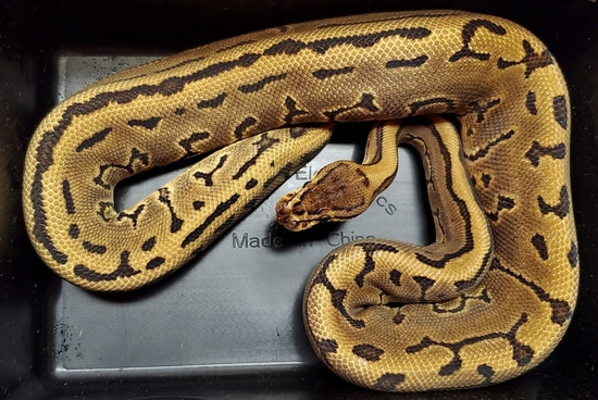 Leopard Pinstripe Het Clown Poss Het Candy Ball Python by Distorted Serpents
