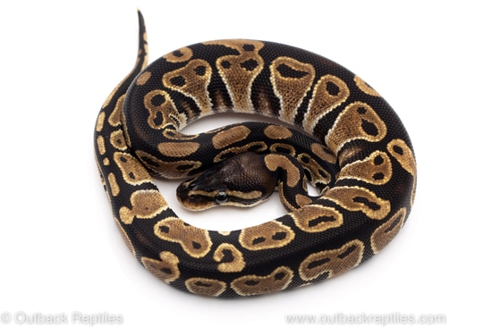 Dinker Import Ball Python by Distorted Serpents