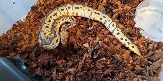 Clown Ball Python by Distorted Serpents