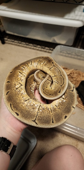 Spinner Ball Python by Distorted Serpents