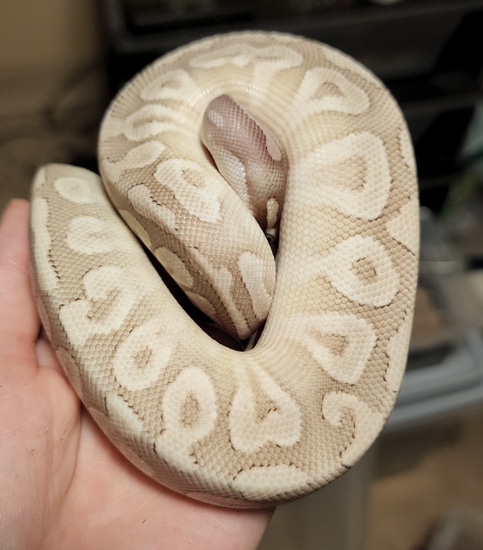 Crystal Ball Python by Distorted Serpents
