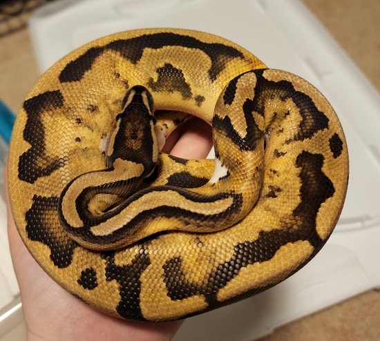 Low White Pied Ball Python by Distorted Serpents