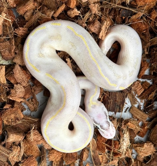 Pastel Ivory Ball Python by Keowee Exotics, LLC