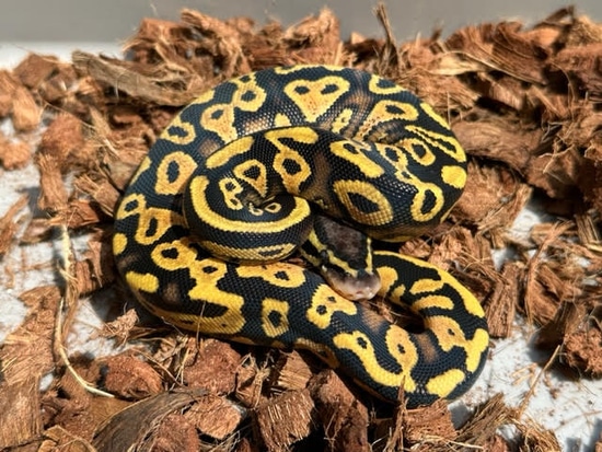 Pastel Yellow Belly Ball Python by Keowee Exotics, LLC
