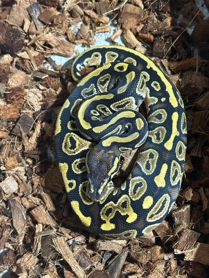 Mystic Het Pied Ball Python by Keowee Exotics, LLC