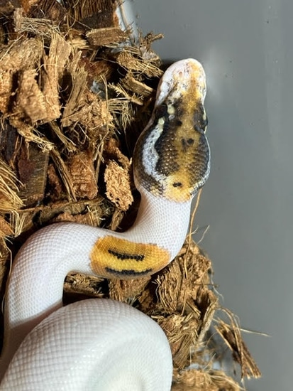 Pastel Mystic Pied Poss YB Ball Python by Keowee Exotics, LLC