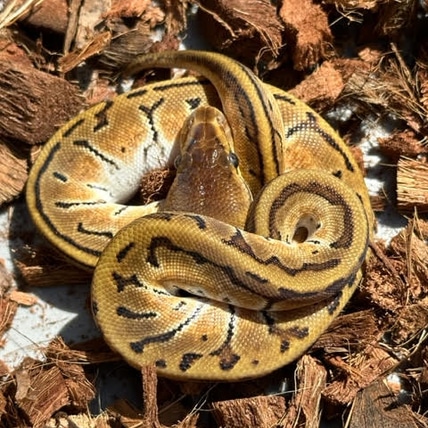 Keowee Exotics, LLC - MorphMarket