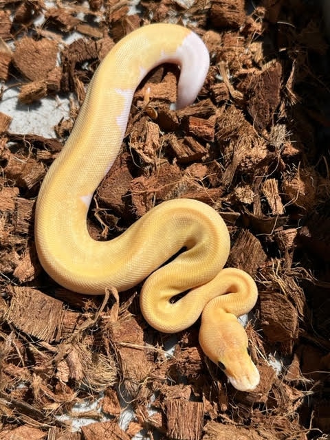 Orange Dream Cinnamon Cypress Champagne Fire 66% Het Pied Ball Python by Keowee Exotics, LLC ...
