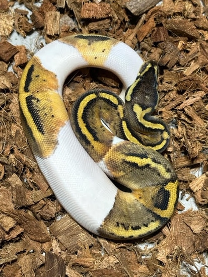 Mystic Pied Pos Paradox Ball Python by Keowee Exotics, LLC