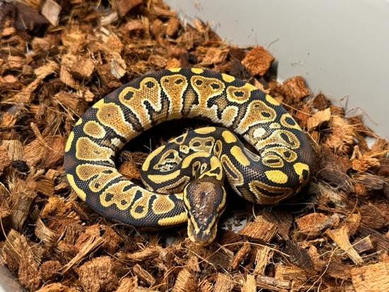 Mystic Het Pied Ball Python by Keowee Exotics, LLC