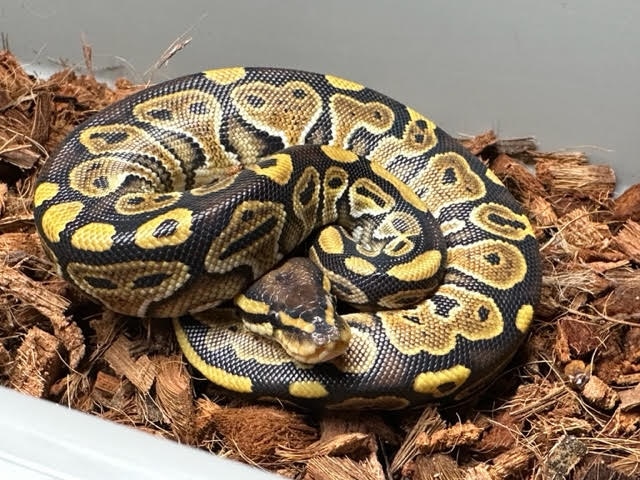 Mystic Yellow Belly Het Piebald Ball Python by Keowee Exotics, LLC ...