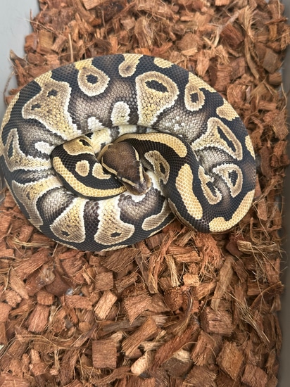 Mystic 100% Het Puzzle Ball Python by Keowee Exotics, LLC