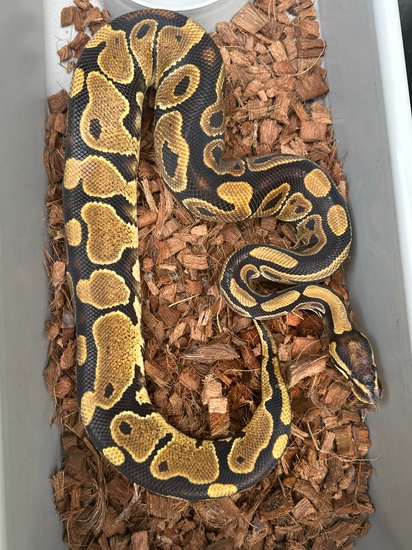 Yellowbelly 100% Het Puzzle Ball Python by Keowee Exotics, LLC