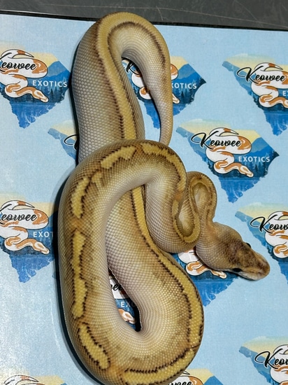 Cypress Cinnamon Fire Pinstripe Orange Dream 66% Het Pied Ball Python by Keowee Exotics, LLC