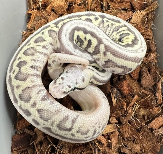 Firefly Spotnose Leopard Lesser Het Clown Ball Python by Keowee Exotics ...