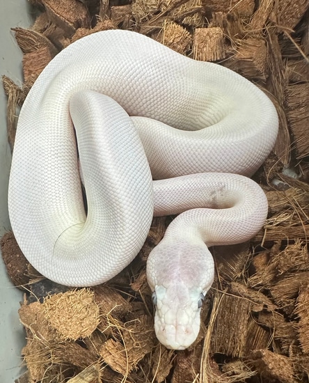 Super Mojave Blue Eyed Lucy POS Het Ultramel POS Het Pied Ball Python ...
