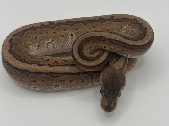 Cinnamon Pinstripe Het Hypo Ball Python by Keowee Exotics, LLC