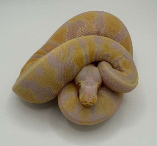 Candino Scaleless Head Pastel POS Woma 50% POS Het Pied Ball Python by Keowee Exotics, LLC