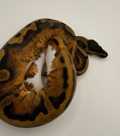 Calico Pied Ball Python by Keowee Exotics, LLC