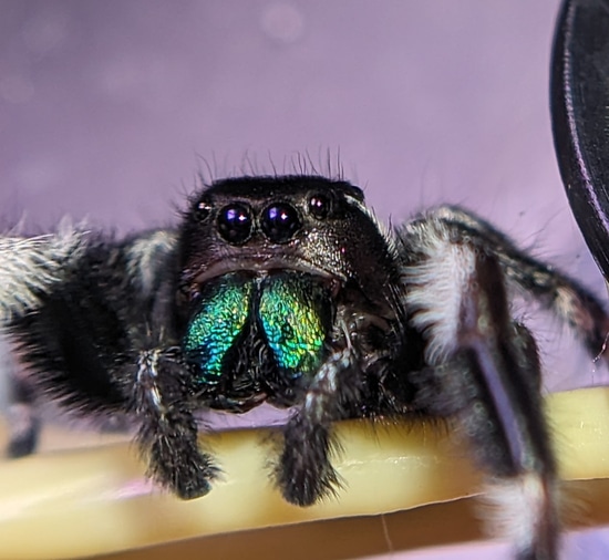 Male Regal Jumping Spider by Funky Fangs