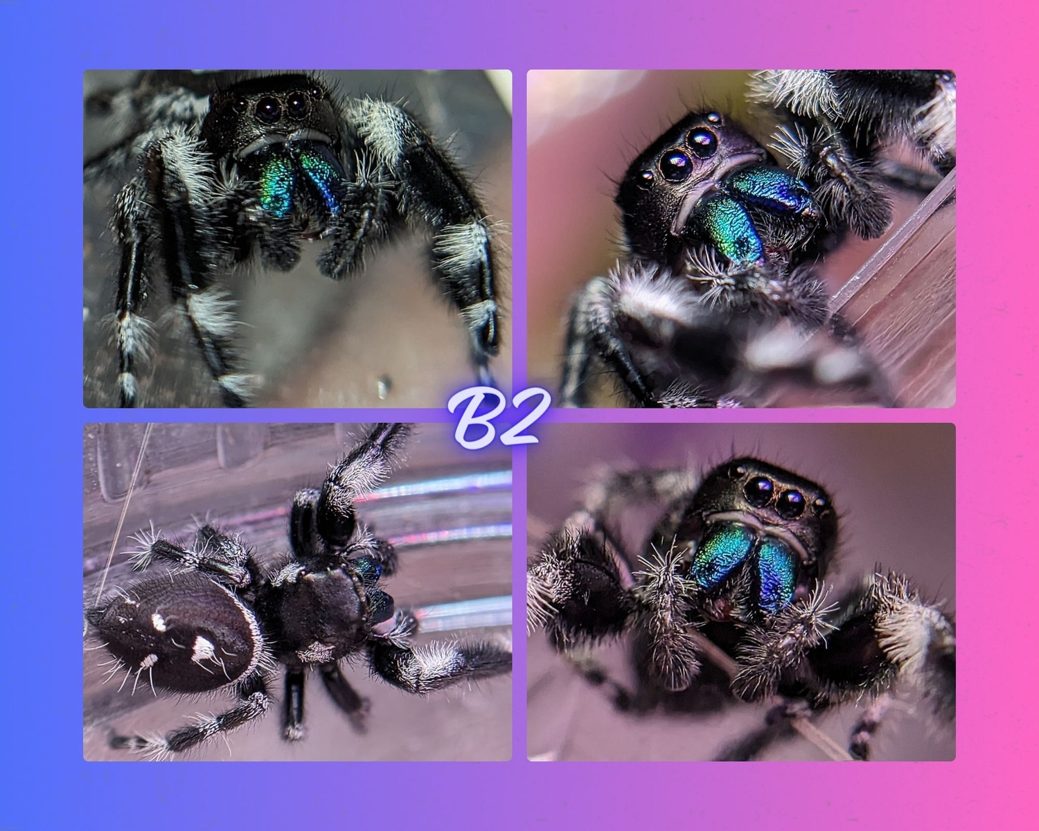 Male Regal Jumping Spider by Funky Fangs - MorphMarket