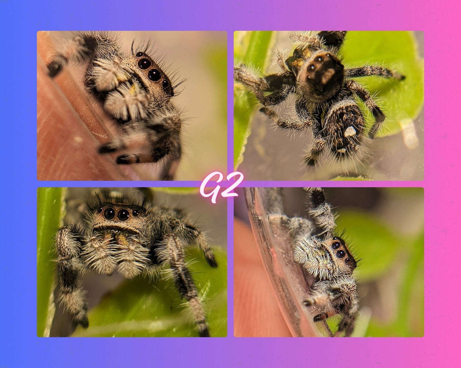 Female Regal Jumping Spider by Funky Fangs - MorphMarket