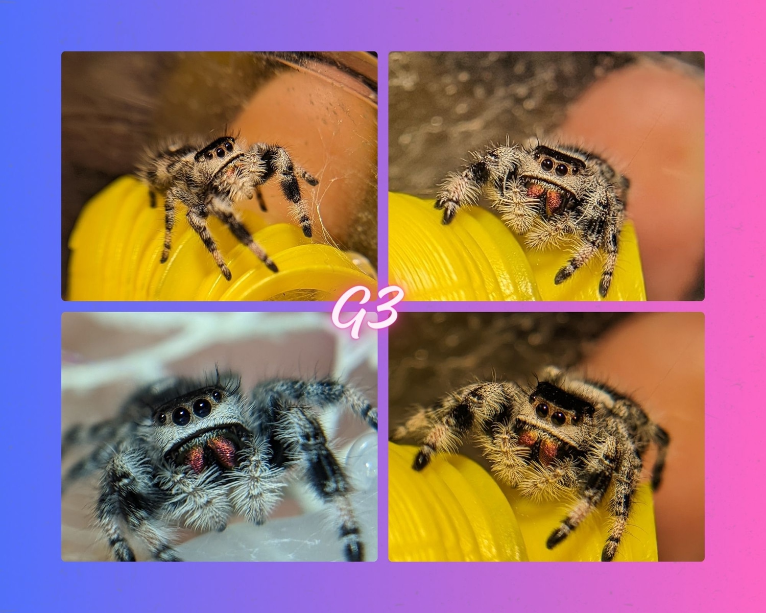 Female Regal Jumping Spider by Funky Fangs - MorphMarket