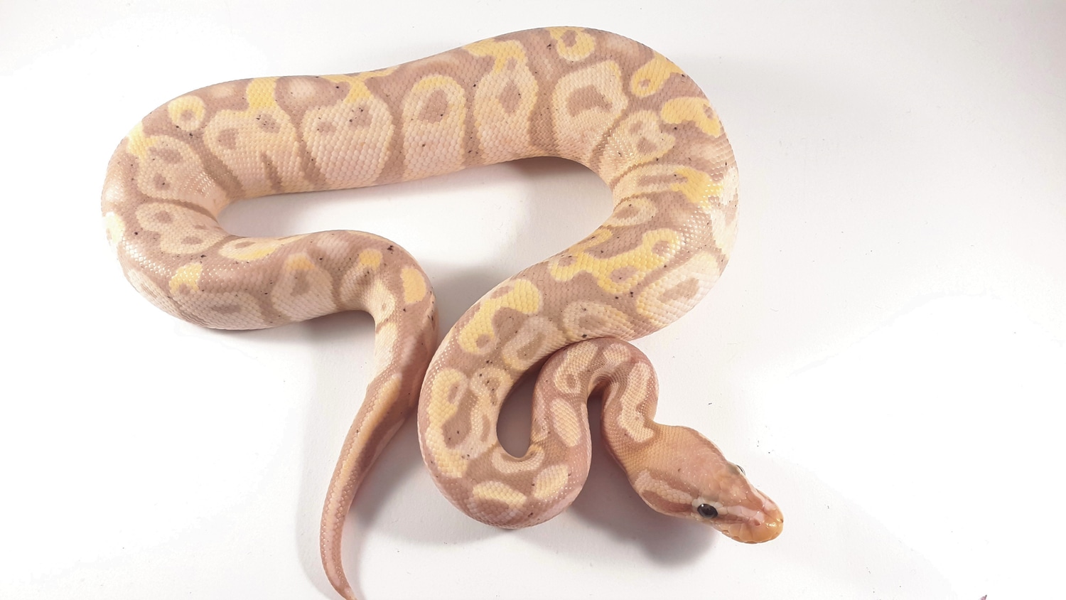 Banana Cinnamon Pastel (Banana Pewter) Ball Python by Kernewek Pythons ...
