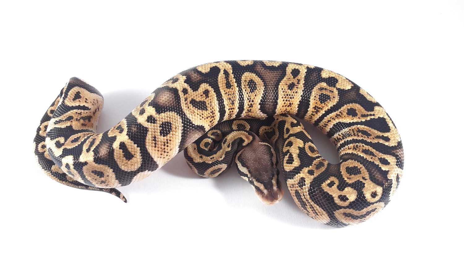 GHI Lemon Pastel Ball Python by Kernewek Pythons - MorphMarket