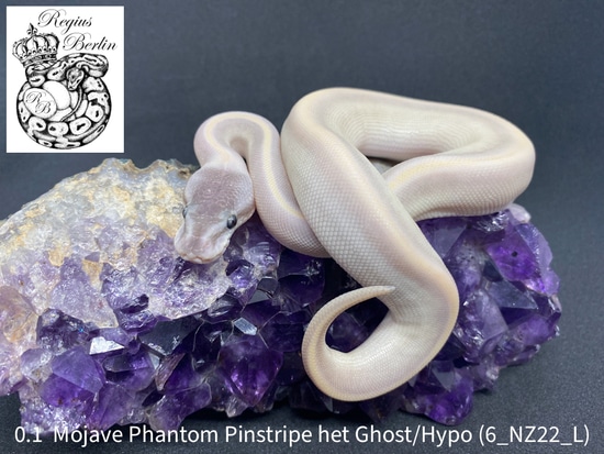 Purple Passion (Mojave Phantom) Pinstripe 100% Het Ghost/Hypo Ball ...