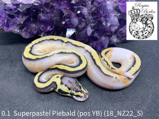 Superpastel Piebald Yellowbelly Ball Python by Regius Berlin