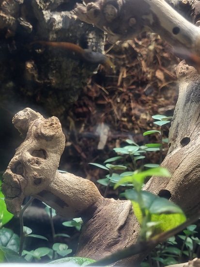 Sphaerodactylus Torrei Day Gecko by Robin hood reptiles