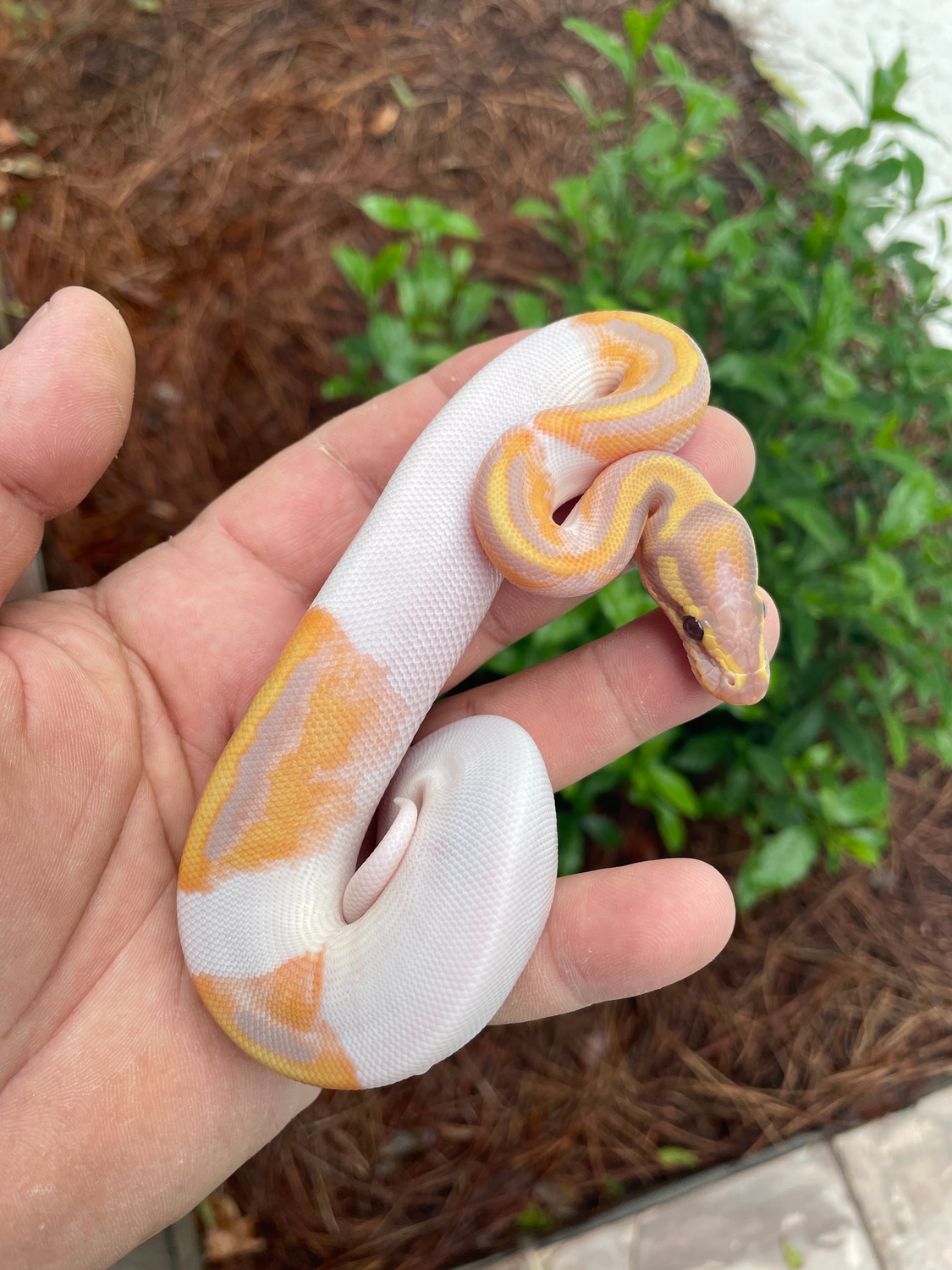 2022 Male Banana Piebald Ball Python by Ball Python Chronicles ...