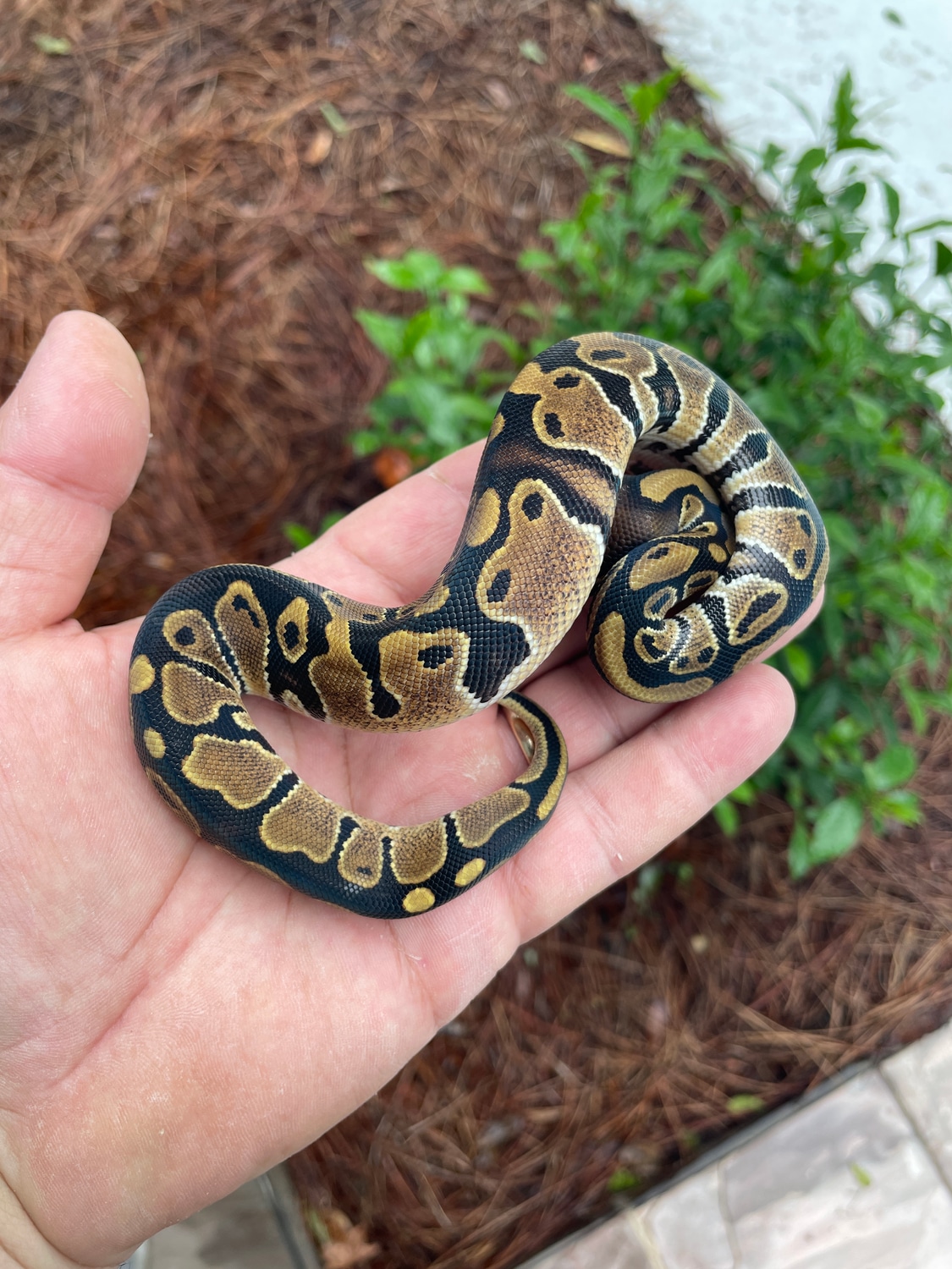 2022 Female Het Pied Ball Python by Ball Python Chronicles - MorphMarket