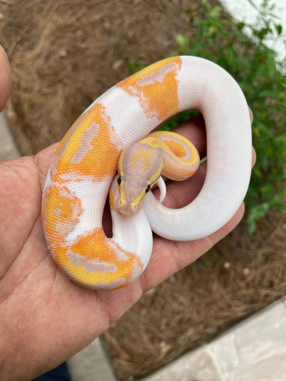 2022 Male Banana Piebald Ball Python by Ball Python Chronicles ...