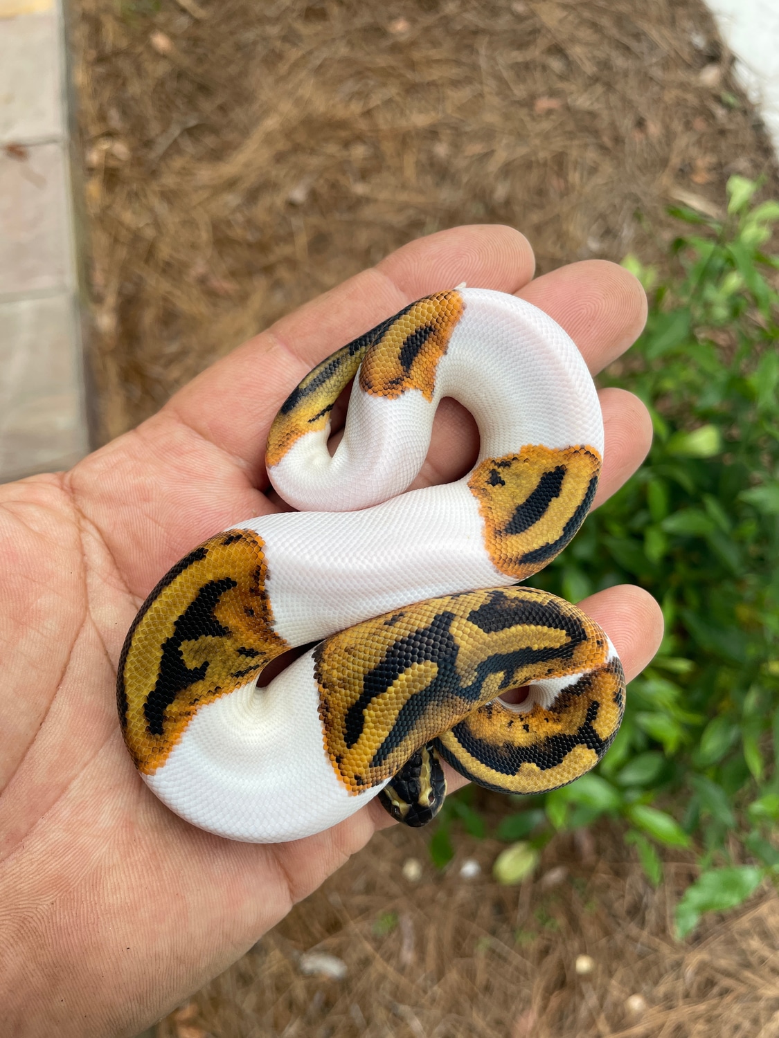 2022 Female Piebald Ball Python by Ball Python Chronicles - MorphMarket