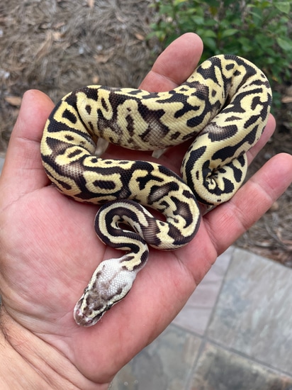 2022 Male Firefly Leopard Ball Python by Ball Python Chronicles