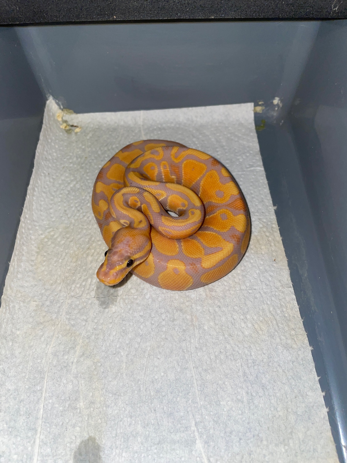 Banana Het Pied Ball Python by Ball Python Chronicles - MorphMarket