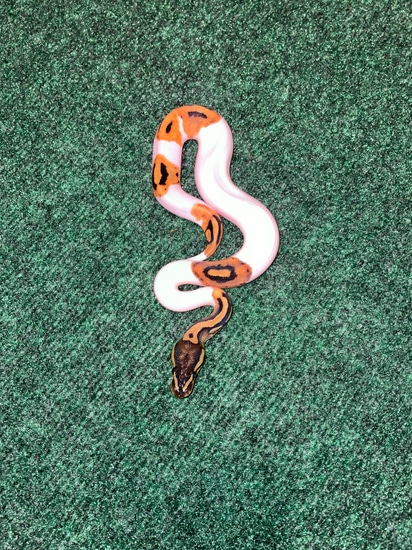 2023 Pied Female Ball Python by Ball Python Chronicles