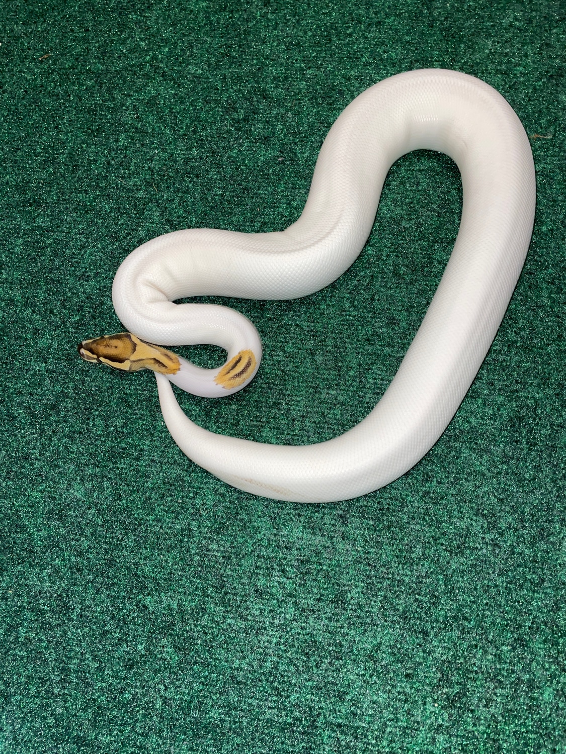 2021 Female Fire Pied Ball Python by Ball Python Chronicles - MorphMarket