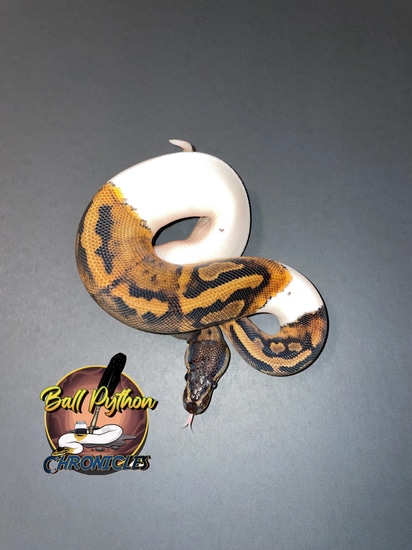 2023 Pied Female Ball Python by Ball Python Chronicles