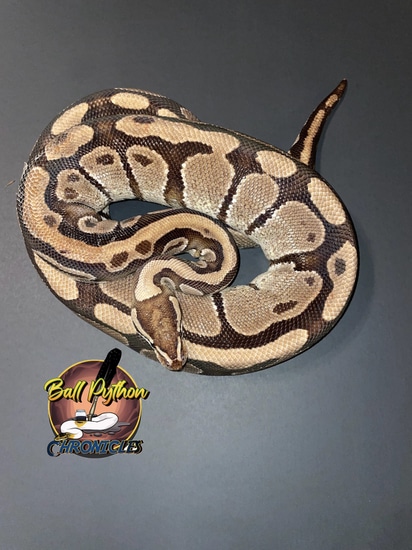 PROVEN RTB FIRE Female Ball Python by Ball Python Chronicles