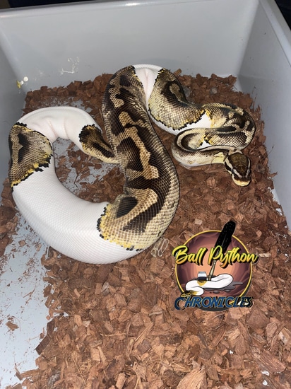 Rtb Proven Pastel Piebald Female Ball Python by Ball Python Chronicles